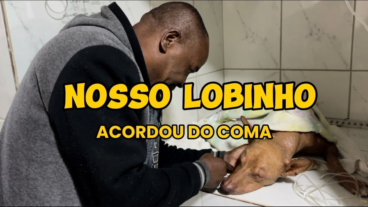 Lobinho Acordou Do Coma 😭😭😭 Youtube