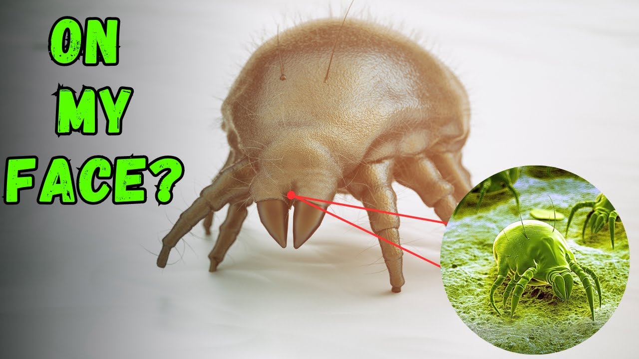 These Face Mites Really Grow on You | Deep Look - YouTube