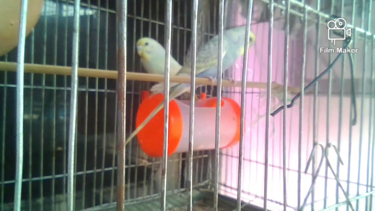 #bajriga pakhi palon podhoti.#lovebirds ,pakhi - YouTube