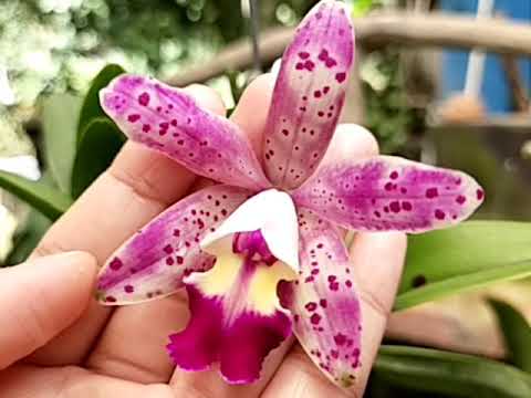 Cattleya Tropical Pointer - YouTube