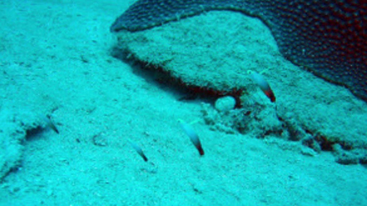 Poissons de l océan indien , Fabrice ortin - YouTube