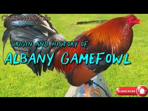 Origin and History of Albany Gamefowl Bloodline #gallos #rooster # ...