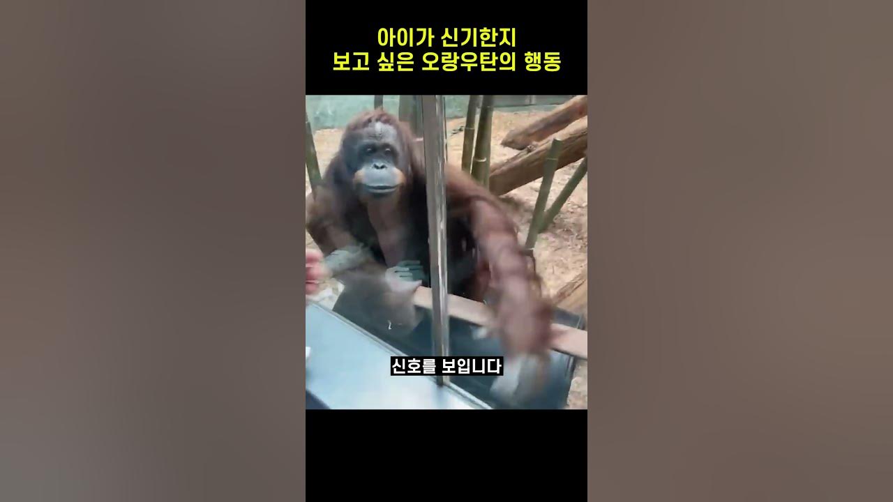 아이가 신기한지 보고 싶은 오랑우탄의 행동 Youtube