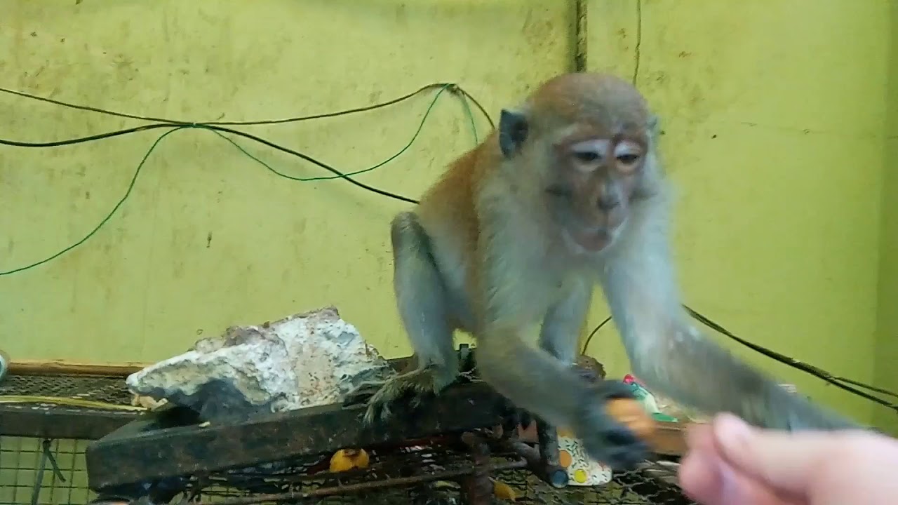 Trash Monkeys YouTube trash-monkeys-youtube