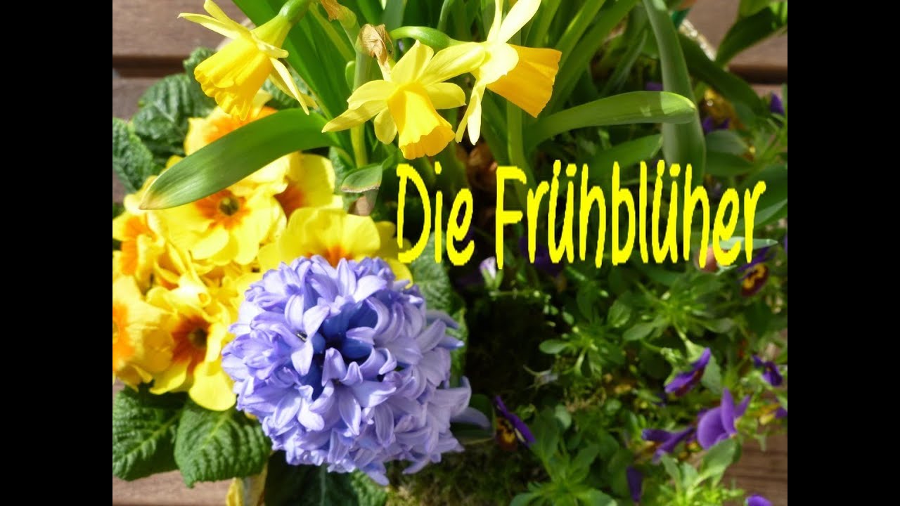 Learn German: Die Frühblüher - YouTube