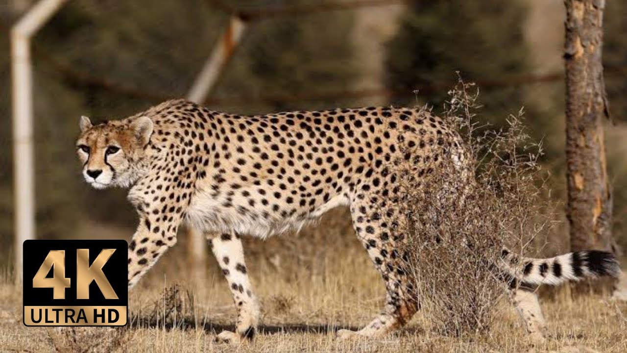 TOP 50 • The Most Beautiful Animals 8K ULTRA HD - YouTube