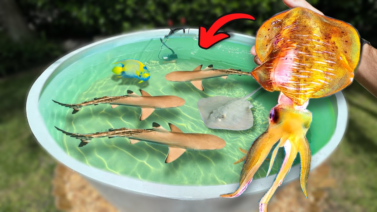 Buying GIANT Squid and Feeding it to My Saltwater Pond! - YouTube