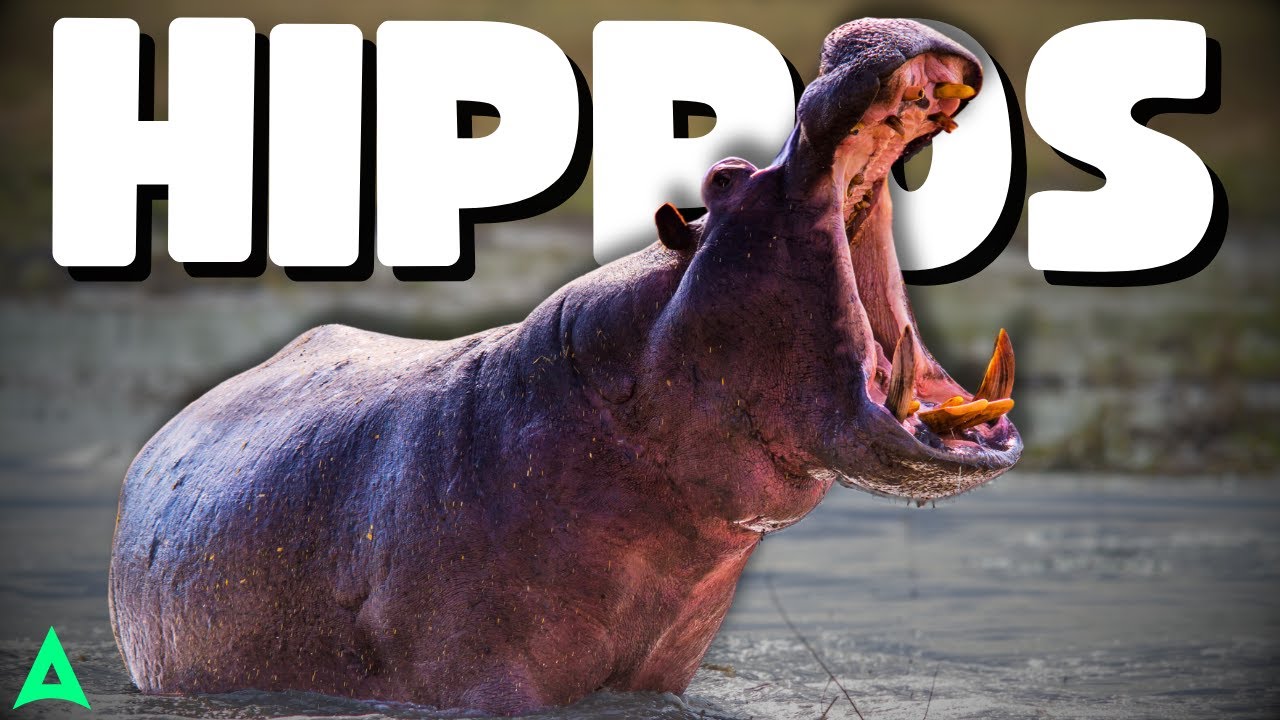 All About HIPPOS | [ Animal Edu ] - YouTube