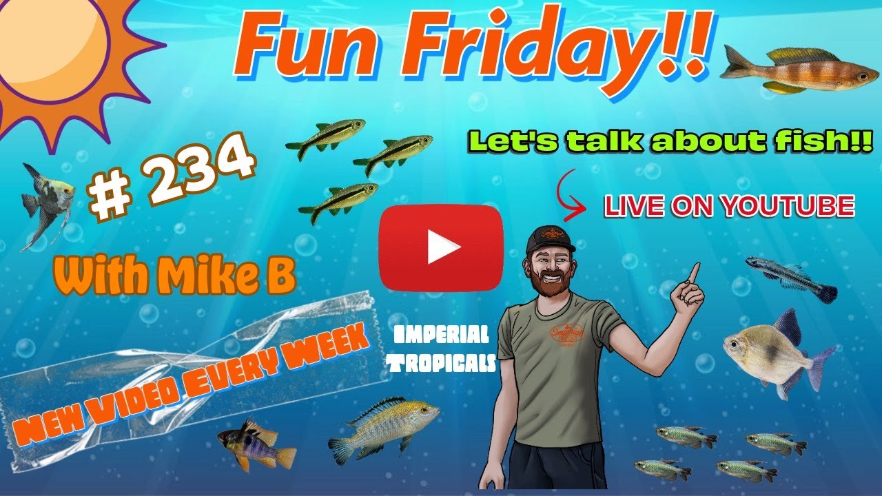 Fun Friday #234 Lets talk about FISH! - YouTube