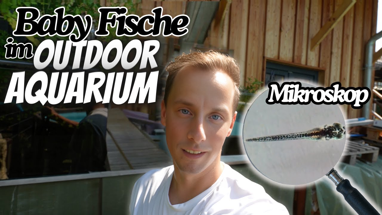 Wir haben Babyfische im Outdoor Aquarium! - YouTube
