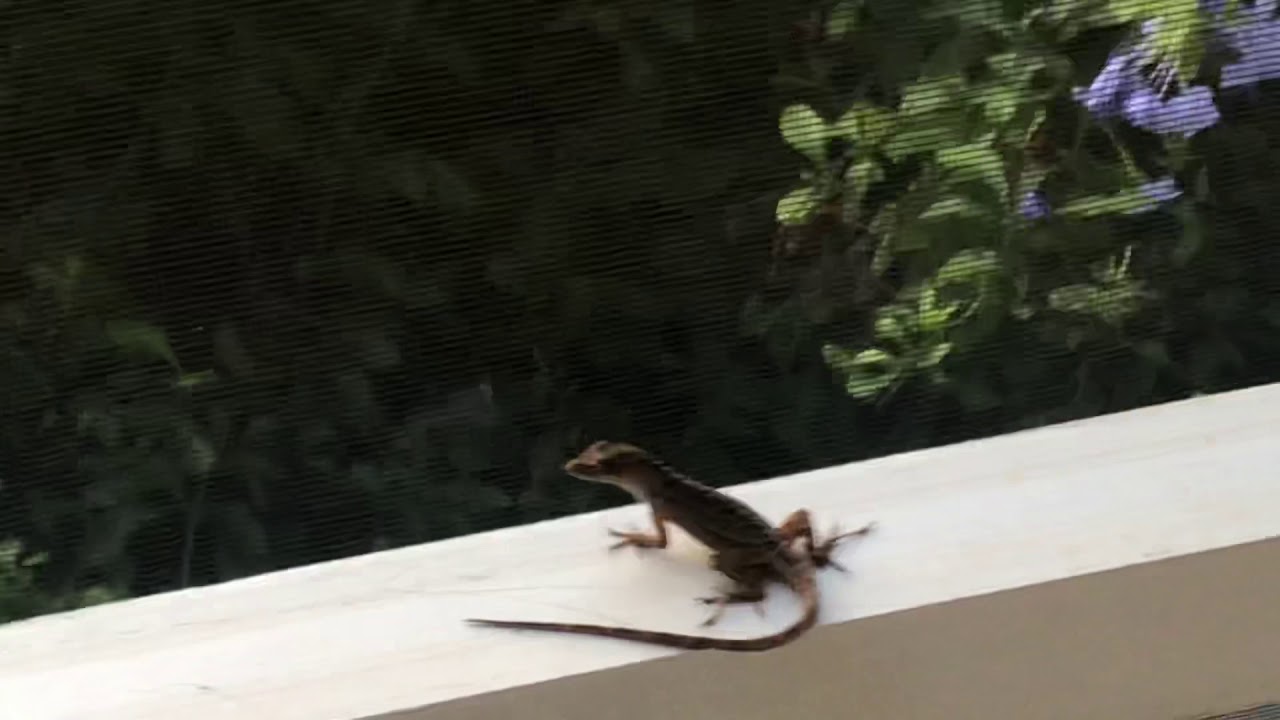 Epic Gecko - YouTube