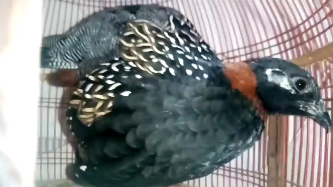 kala teetar pakshi - kala teetar pakshi ki awaz - kala teetar pakshi ...