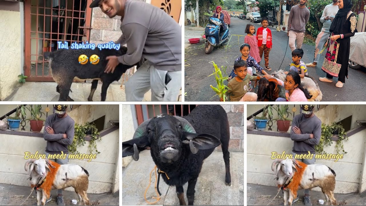 Massage bakra🤣|short dancing tail bakra😂|say cheese bakra😬|tough eating ...