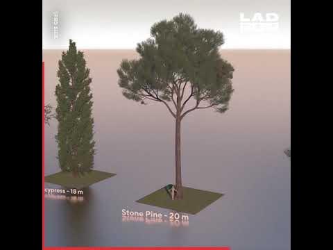 Tree Size Comparison - YouTube