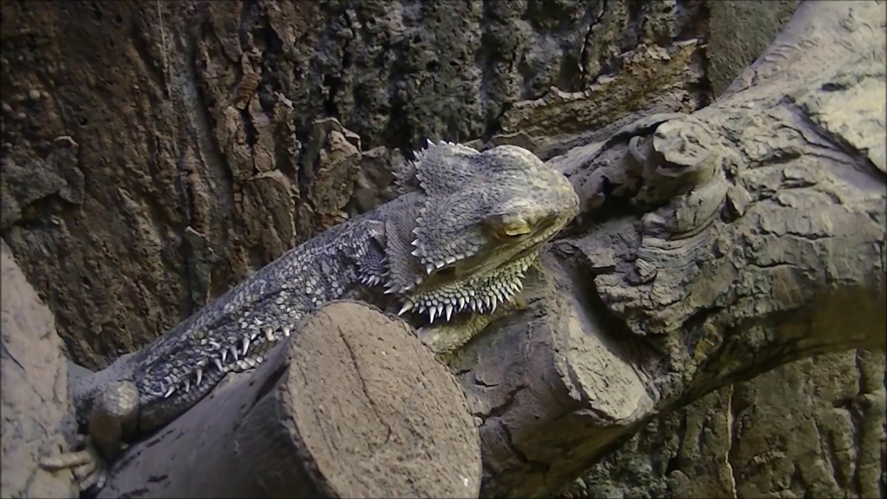 Zoo Rostock - Dierentuin van Rostock (13-06-2016) - YouTube