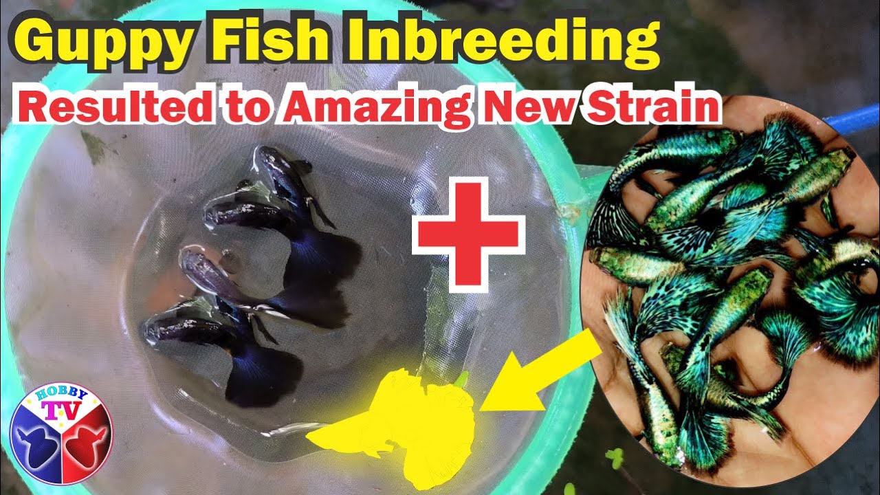 Guppy Fish Crossbreeding Update! Creating New Strain - YouTube