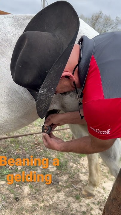 How to bean a gelding. Horse owner need to know info. - YouTube