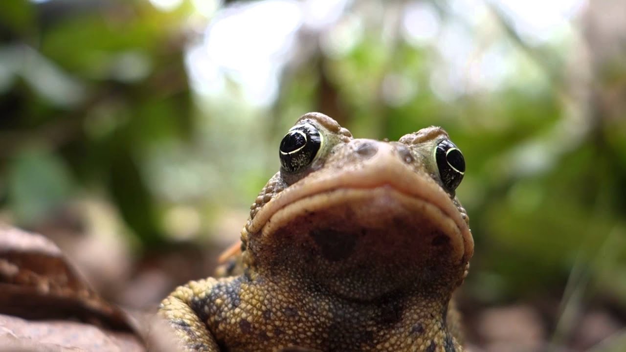 captivating toad footage - YouTube