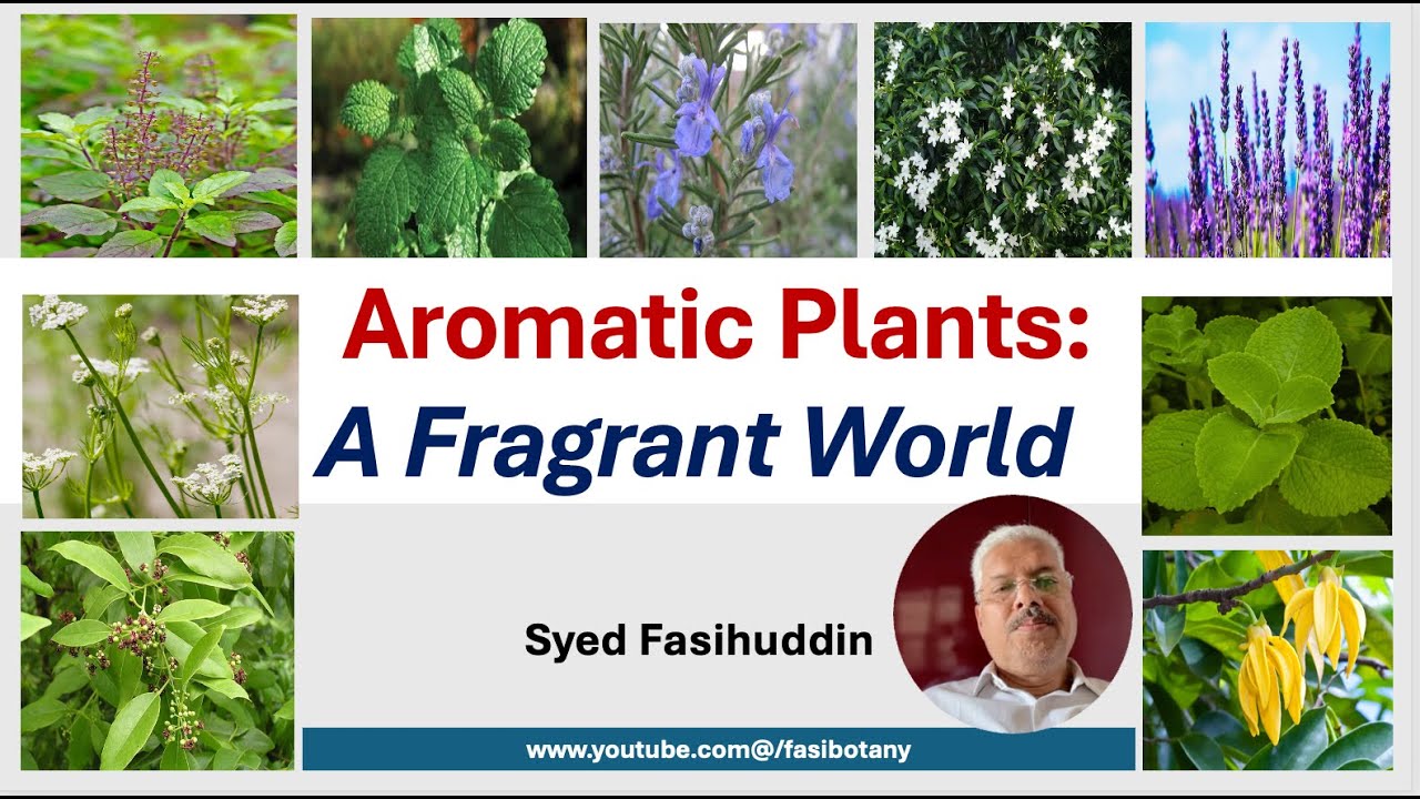 Aromatic Plants: A Fragrant World - YouTube
