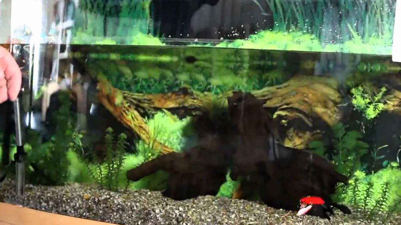Crazy Crawler von Balzer - Aufnahmen im Aquarium - YouTube