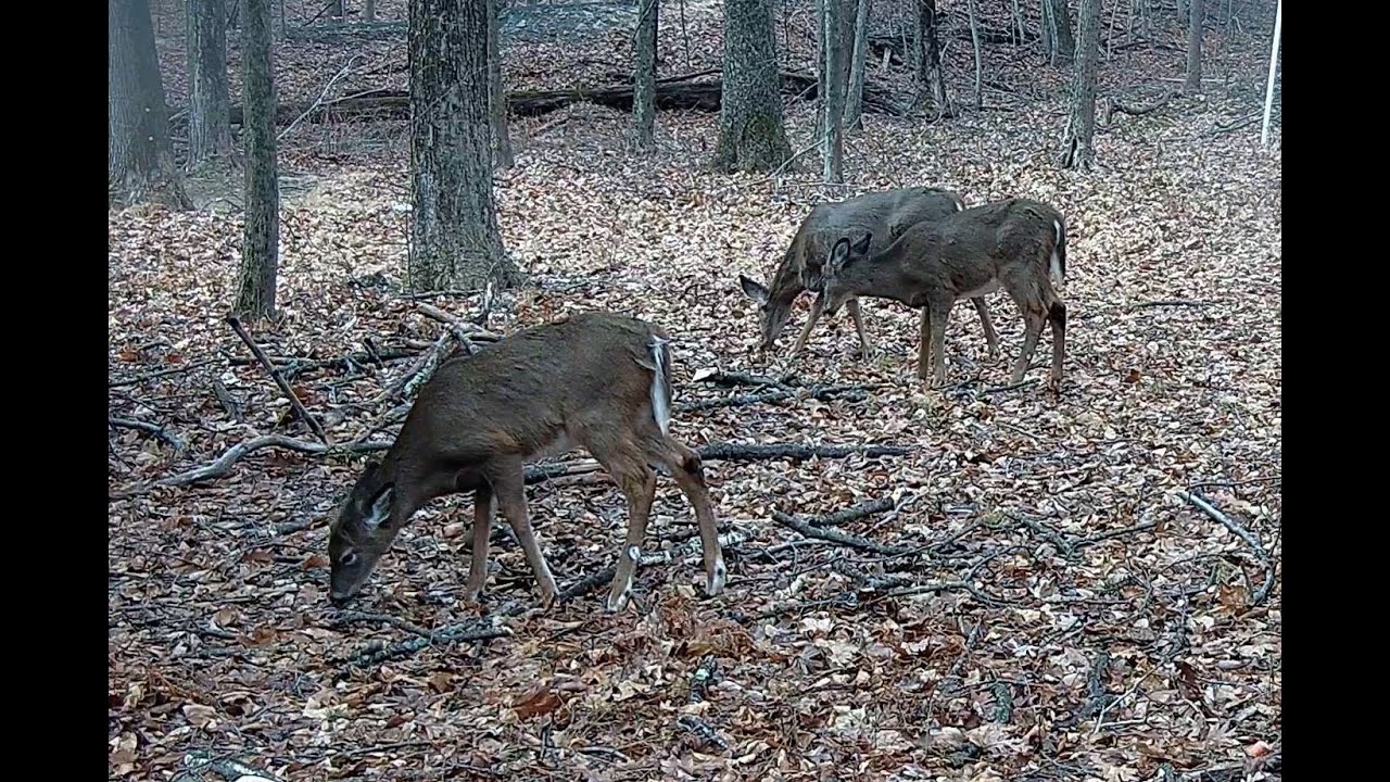 Forest Rats on the move - YouTube
