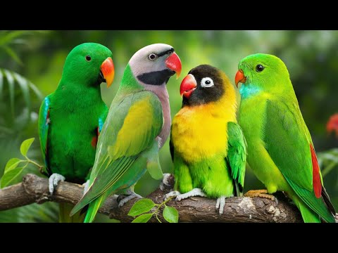 MOST AMAZING GREEN PARROTS | BEAUTIFUL & CALMING NATURE SOUNDS | STRESS RELIEF | RELAXING CHIRPS 🦜🌿
