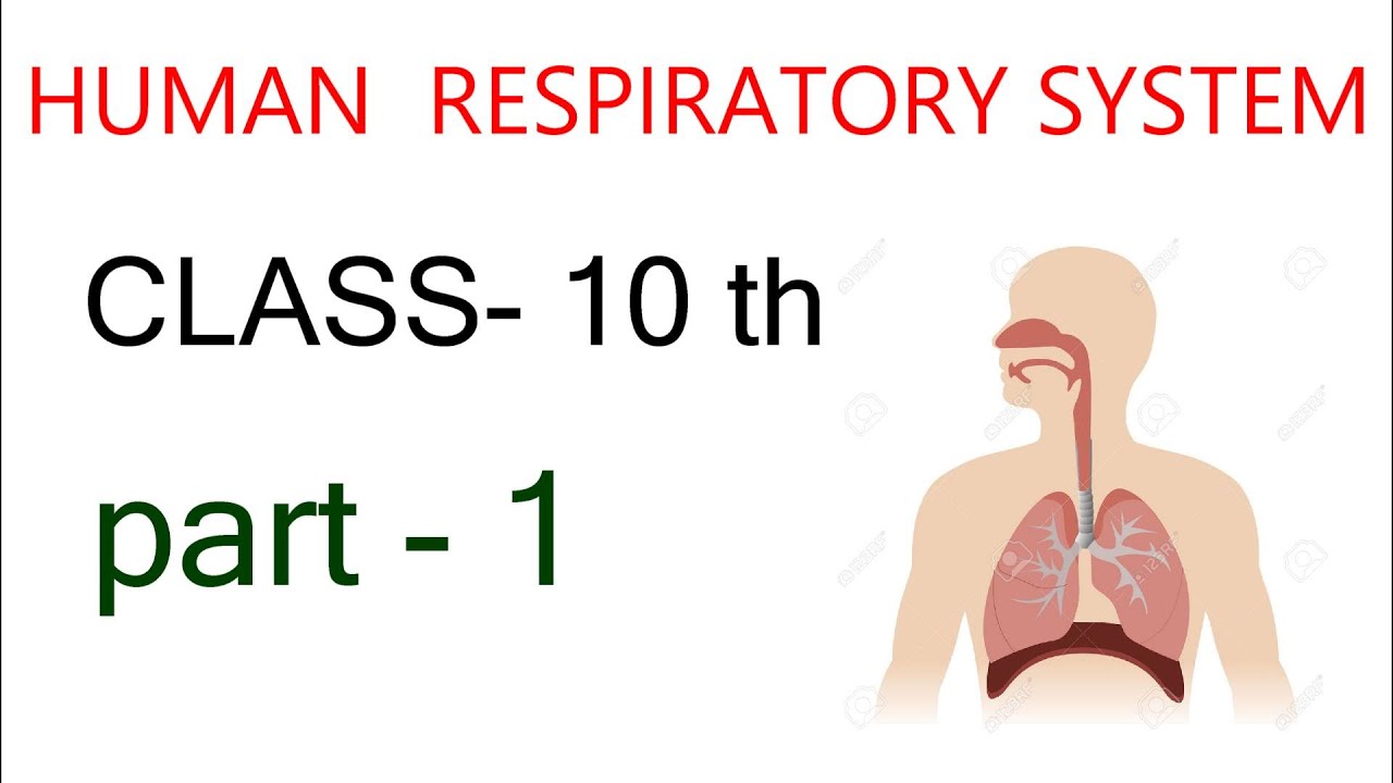 Respiratory System | Respiration In Human part- 1 | CBSE Class 10 ...