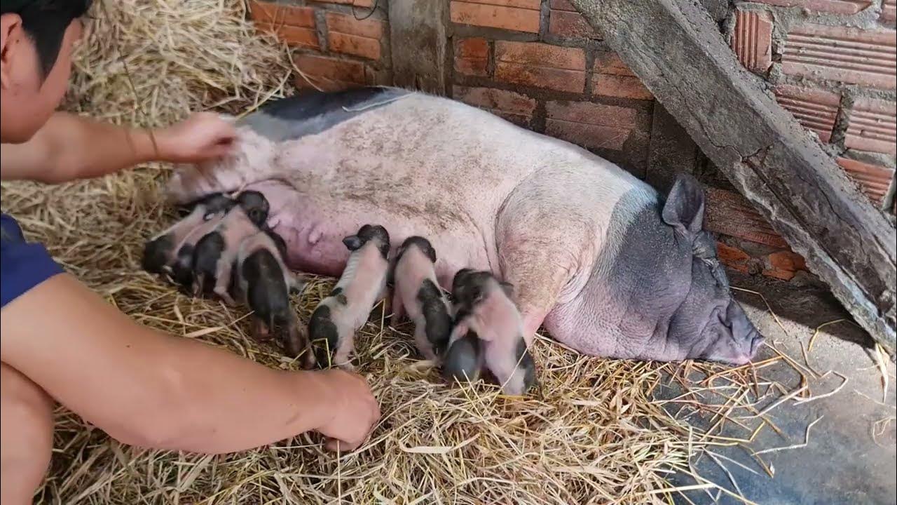 Full Caring Newborn Poor Pig - YouTube