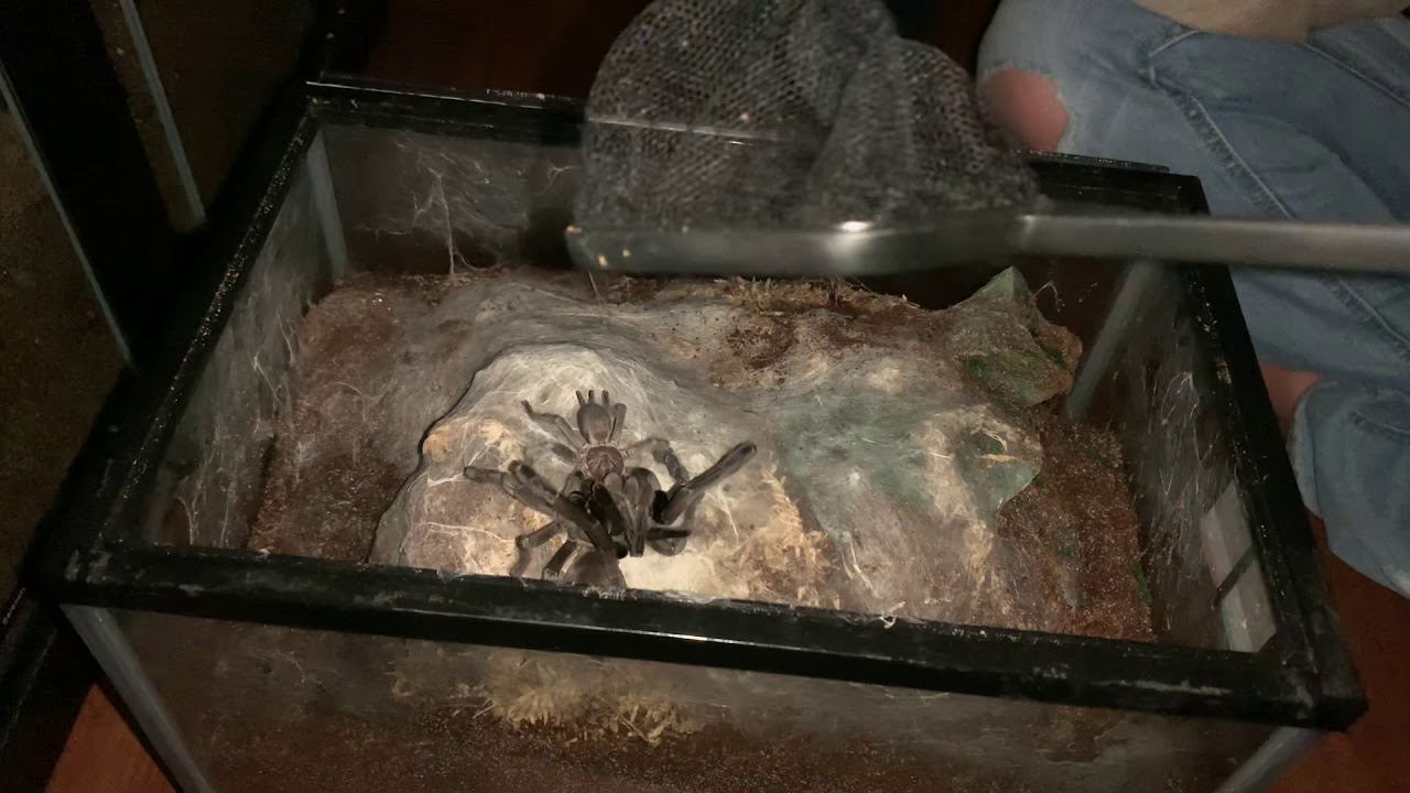 Tarantula Boy - Phlogius Crassipes Kuttabul Female 1 - 1st pairing ...