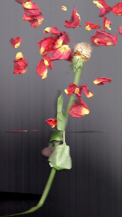 Rose throw scanner art and smiles #flowerart #flowers #artshorts #rose ...