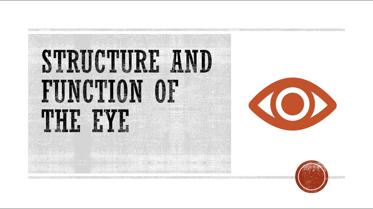 Structure and Function of the Eye - YouTube