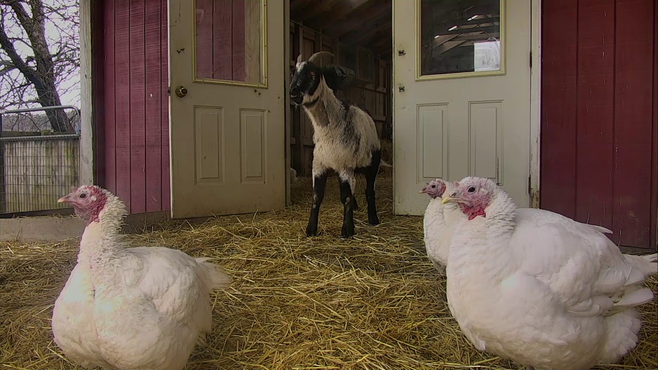 Turkey Barn Cam 03-30-2018 14:46:36 - 15:46:37 - YouTube