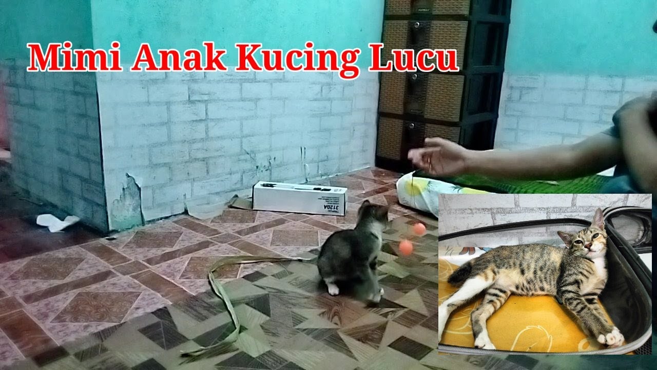 Mimi Anak Kucing Lucu Dan Lincah@bonchilcats - YouTube