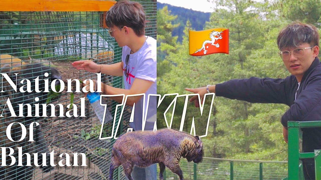 National Animal of Bhutan 🇧🇹/ Visiting Bhutan Royal Takin preserve ...