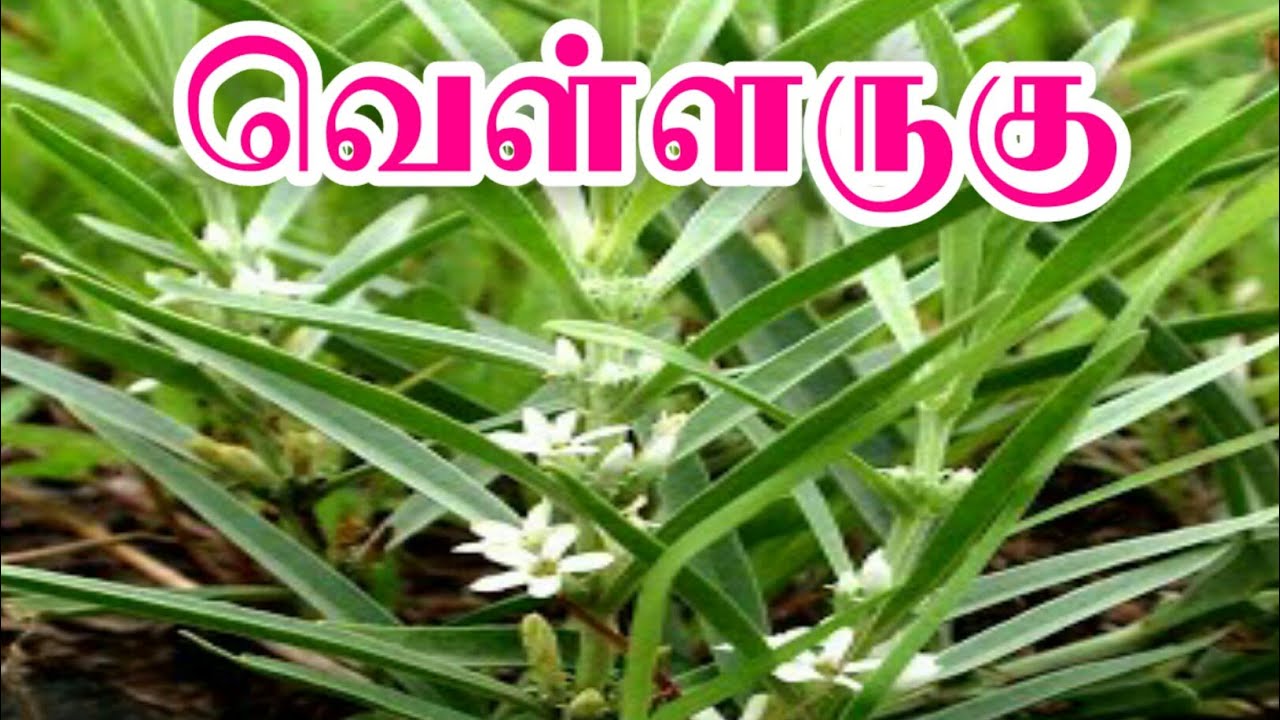 வெள்ளருகு மூலிகை|vellarugu uses in tamil|malli mooligai - YouTube