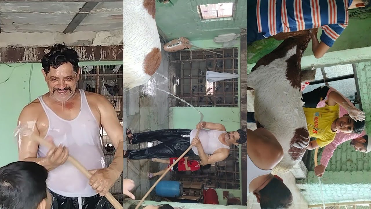 2 vlog hamare bakre ke saath 🥳 bakre ko nehla Diya Aaj 🥳 Usman khalifa ...