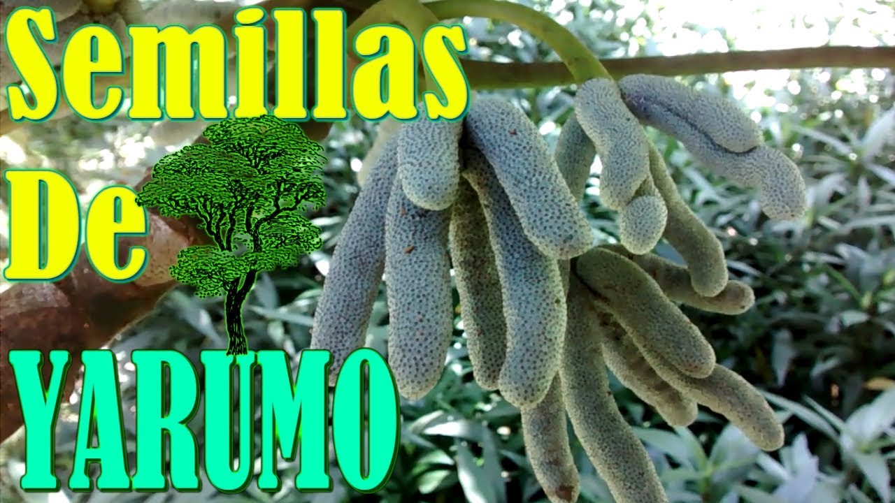 Como Recolectar Semillas De Yarumo || Cecropia Tree seeds || Lugares Y ...