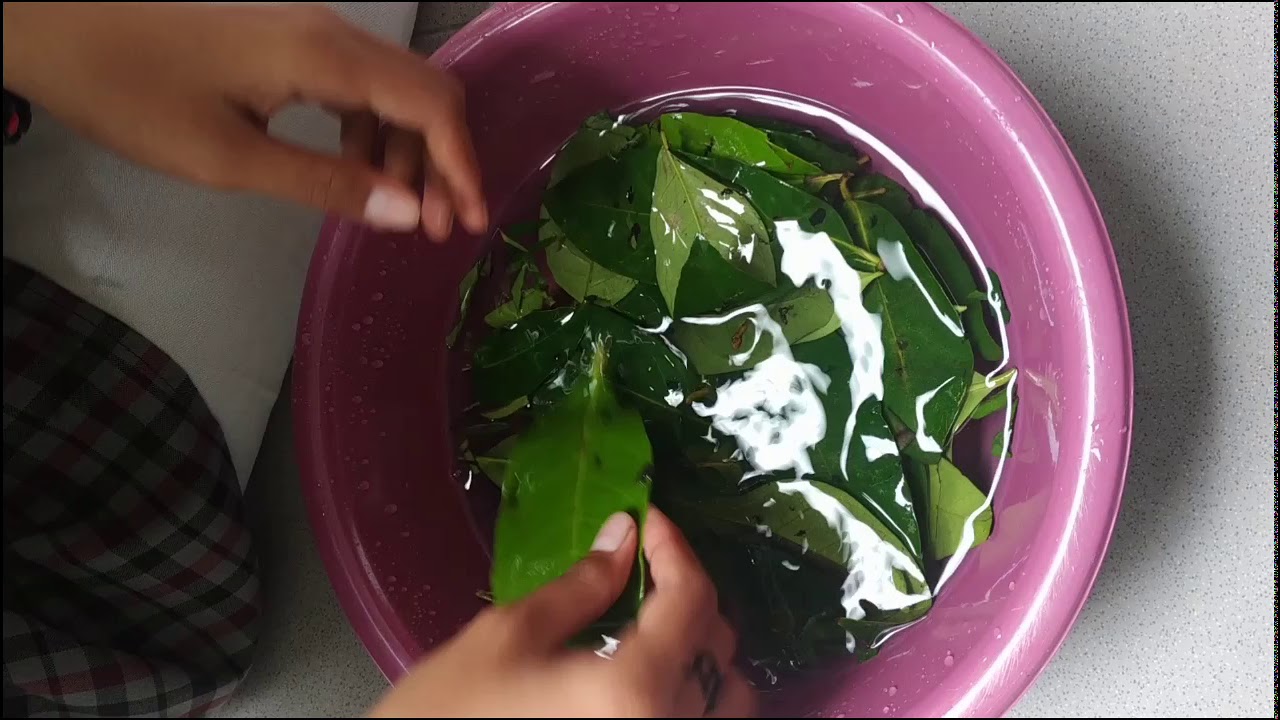 Pembuatan Infusa Daun Salam - YouTube