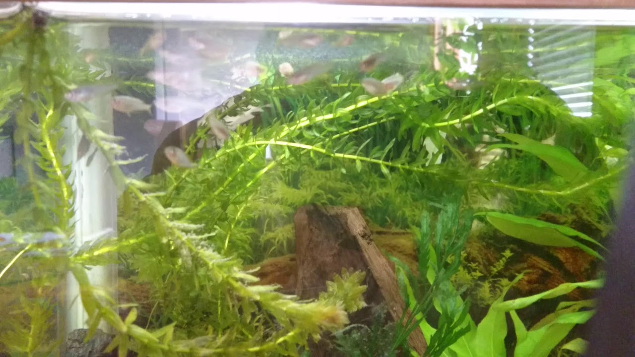 Neon Dwarf Rainbowfish (Praecox) fry - YouTube