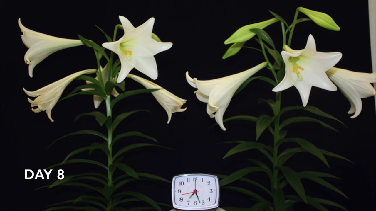 Easter Lilies Opening - YouTube