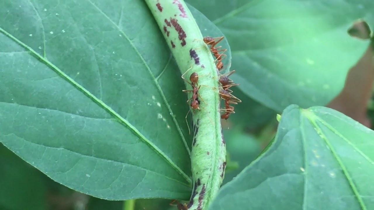 LIFE OF DIMIYA {Oecophylla smaragdina } - YouTube