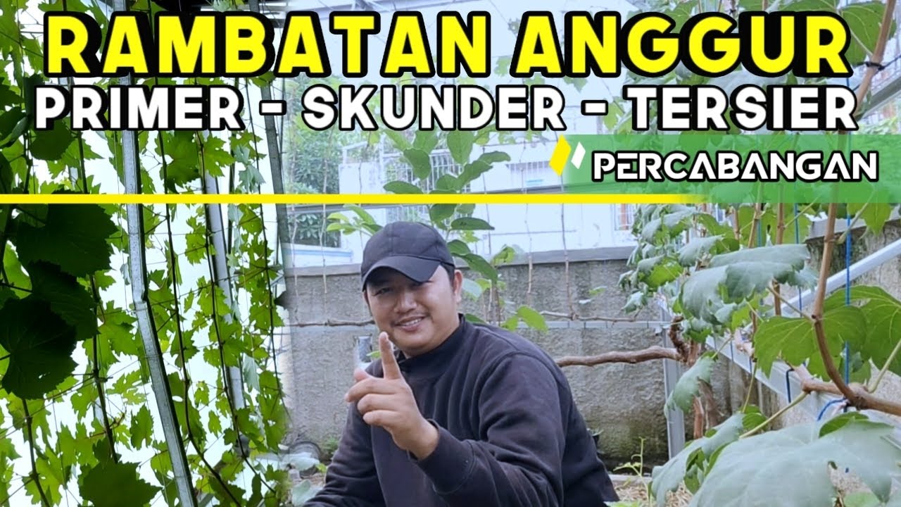 HEMAT TEMPAT!! Cara Setting Rambatan Anggur Dengan Mudah - Tipe Tipe ...