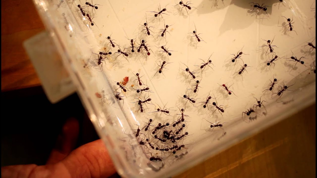 Magnetic Ant Paint Testing - First Trial - YouTube