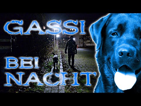 Cedric der Labrador - 49 | Gassi bei Nacht