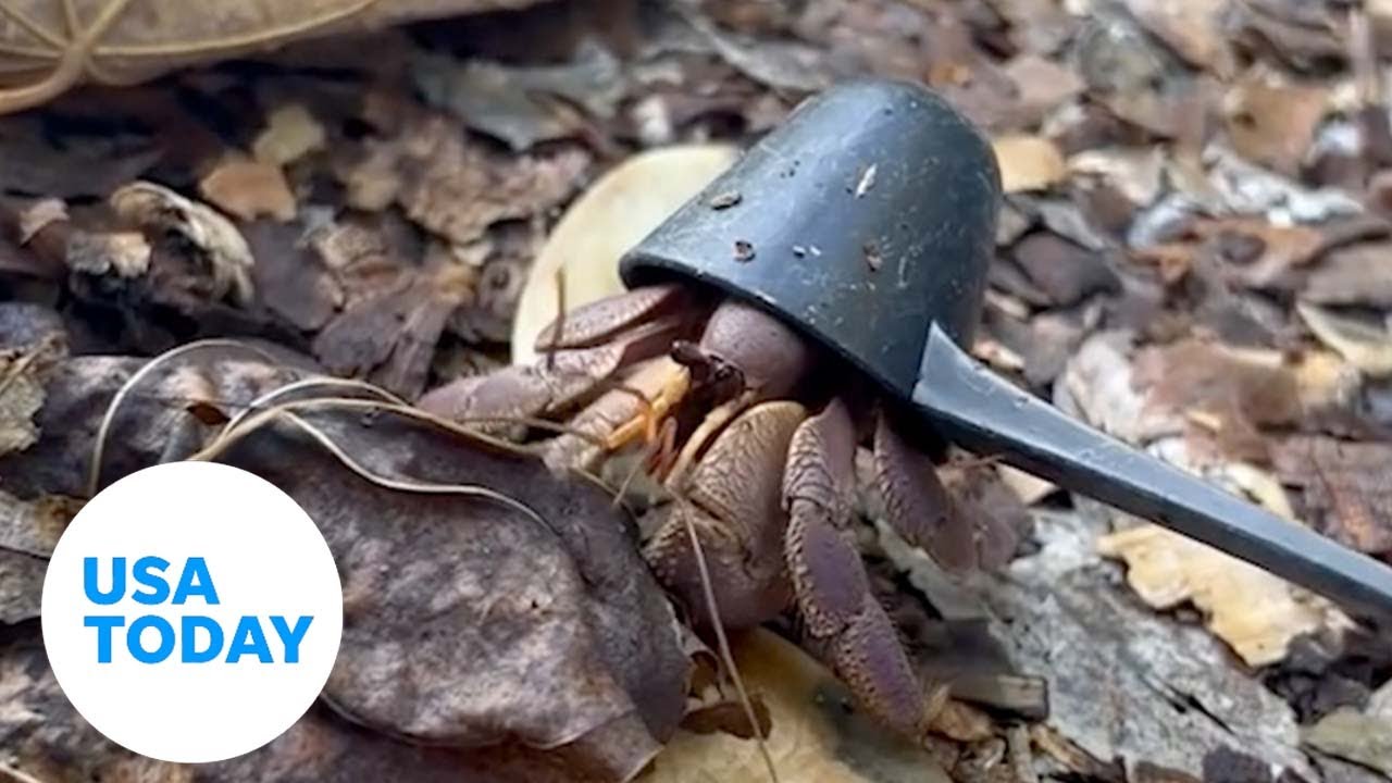 Resourceful hermit crab improvises by using plastic scoop as shell ...