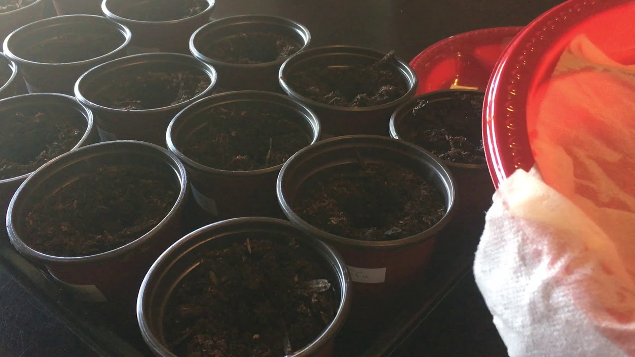 Planting Pre-sprouted seeds - YouTube