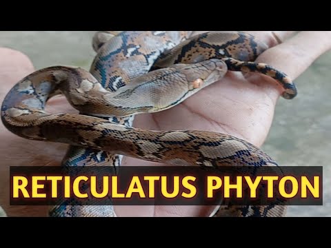 ANAKAN ULAR PHYTON\RECTICULAUS SNAK || ULAR SANCA BATIK🐍🐍 #vlog#snake# ...