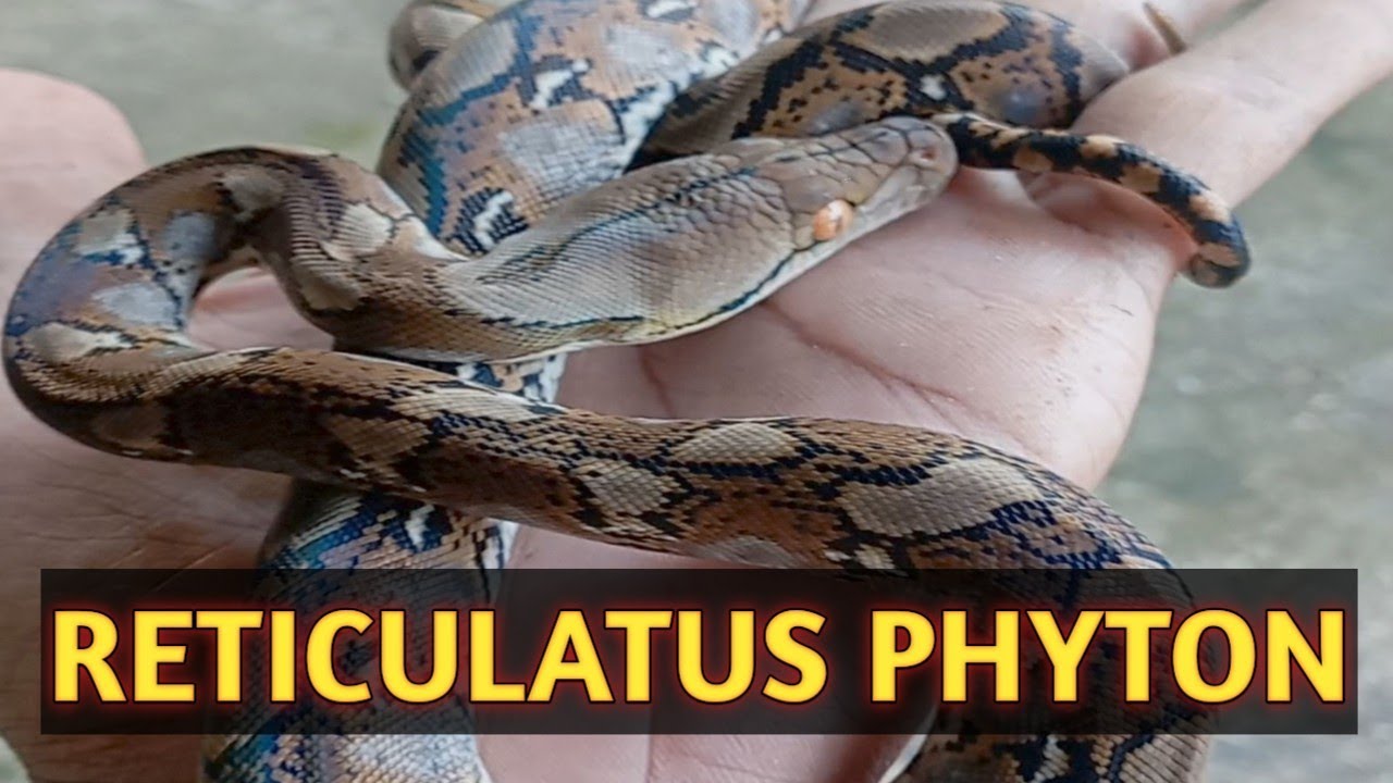 ANAKAN ULAR PHYTON\RECTICULAUS SNAK || ULAR SANCA BATIK🐍🐍 #vlog#snake# ...