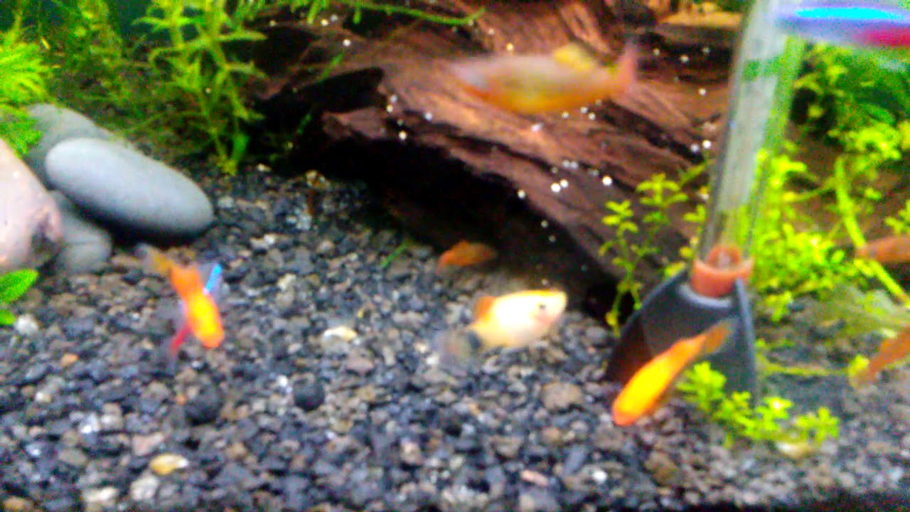 Selecting Platies To Transfer From My 30 Gallon Community Tank To My 10 ...