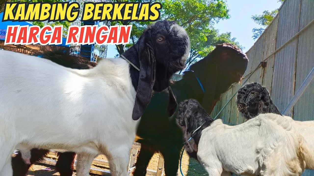 Update Harga Kambing hari ini di Pasar Hewan Wlingi-Blitar. Selasa, 16 ...